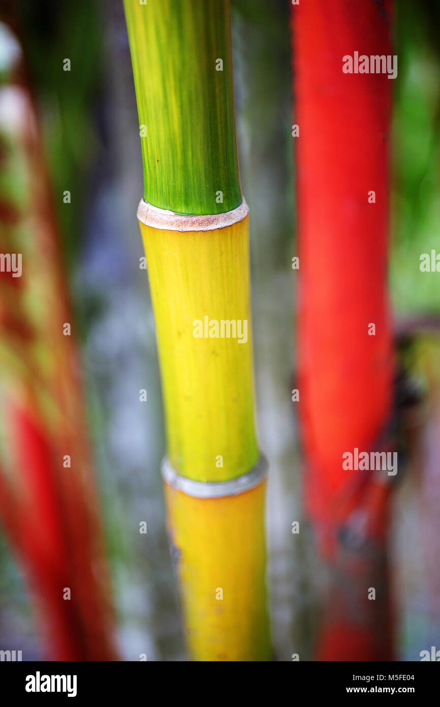 Multicolored Bamboo stems Stock Photo - Alamy