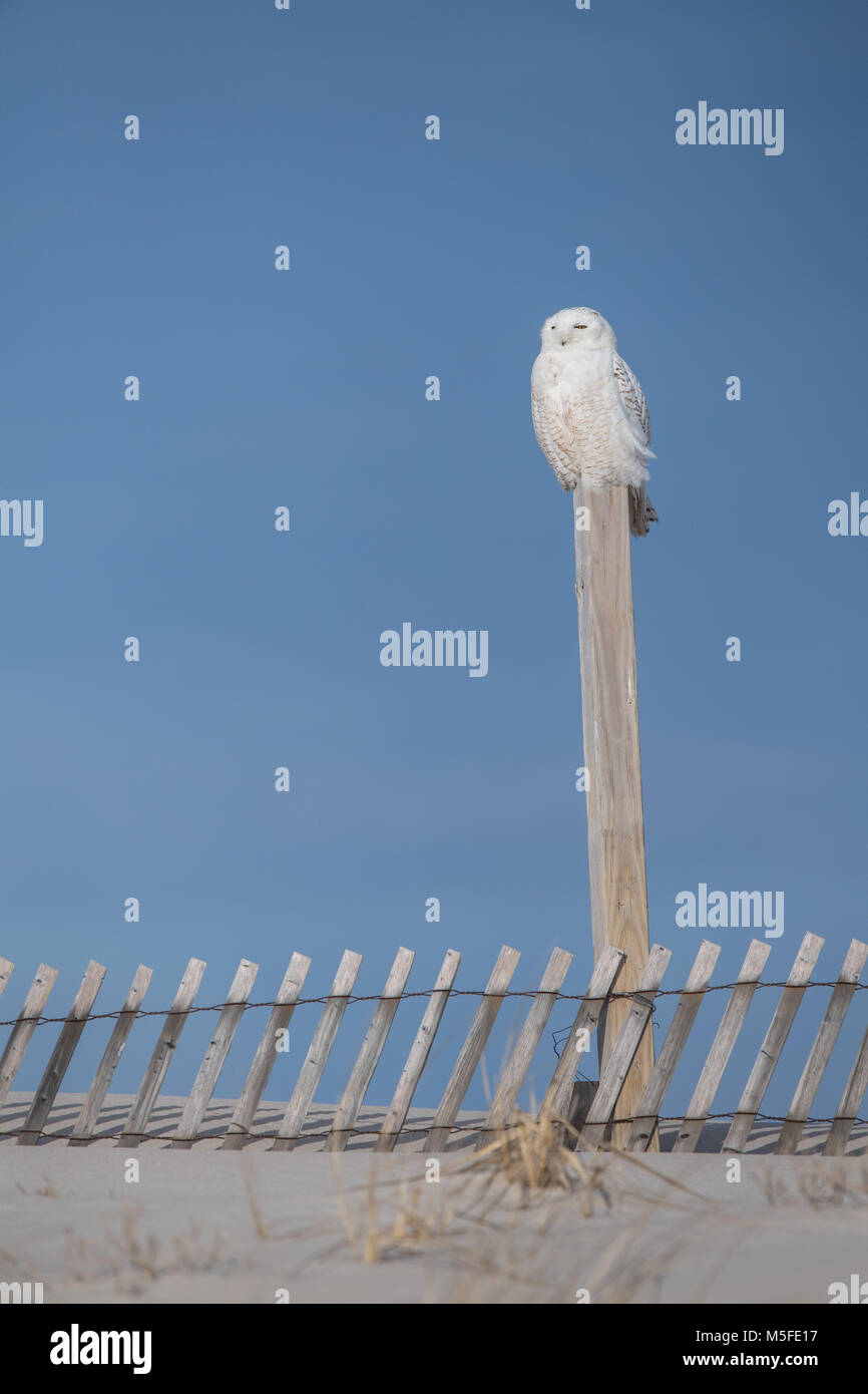 Snowy Owl at the Beach Stock Photo - Alamy