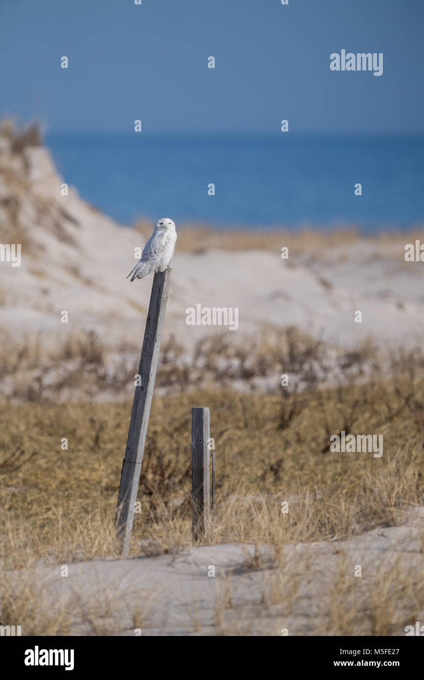 Snowy Owl at the Beach Stock Photo - Alamy