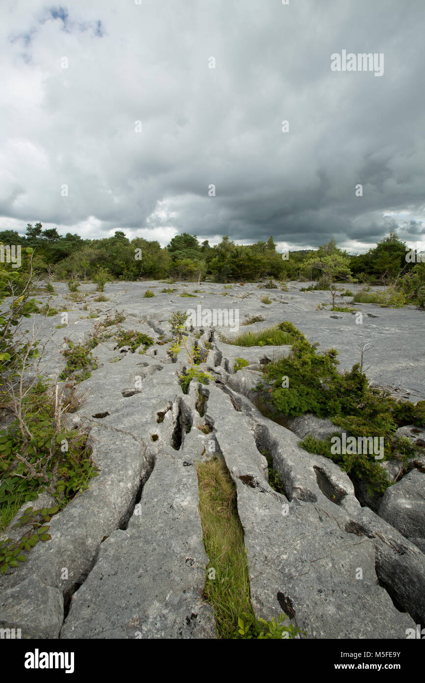 Limestone pavements and vegetation at Gait Barrows near Silverdale ...