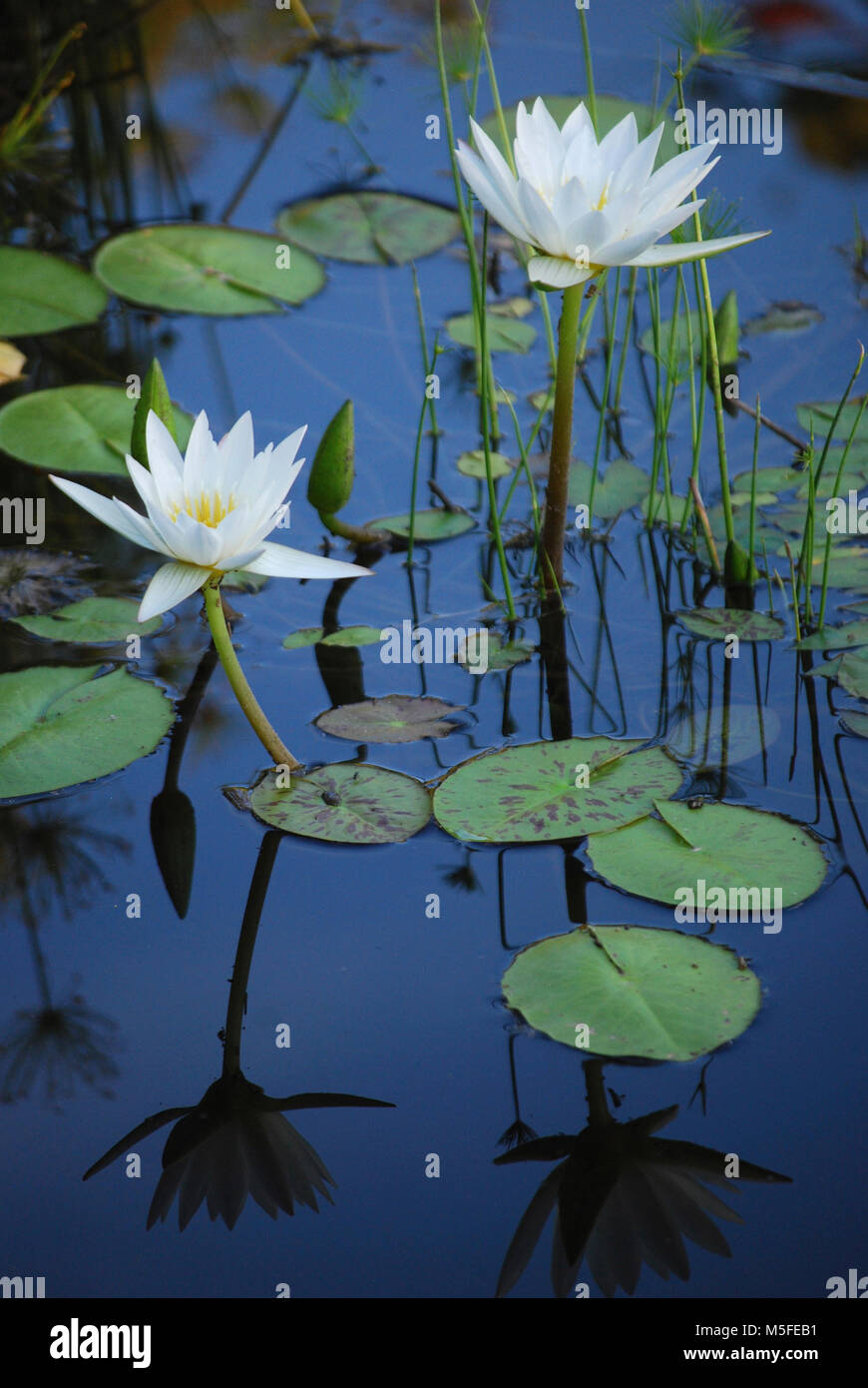 Mexican water lily hi-res stock photography and images - Alamy