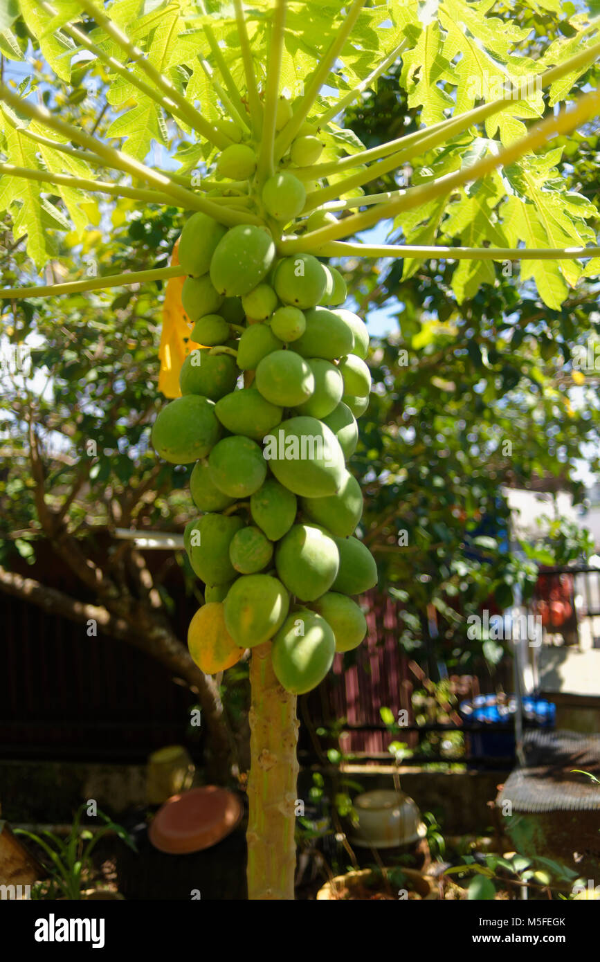 The mango tree hi-res stock photography and images - Alamy