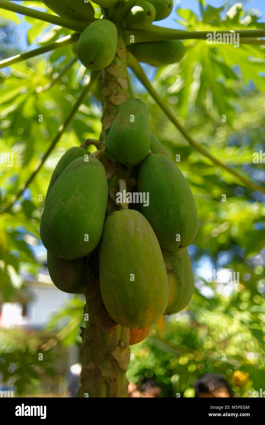 Hanging Mango High Resolution Stock Photography and Images - Alamy