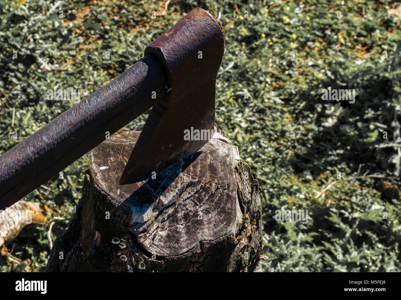 Close up of an axe or ax stuck in a trunk of a cut tree in a rustic ...