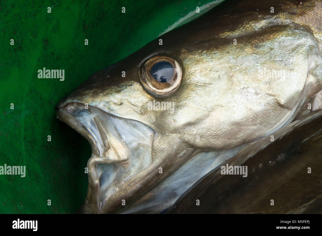 Pollack caught in the English Channel UK Stock Photo - Alamy