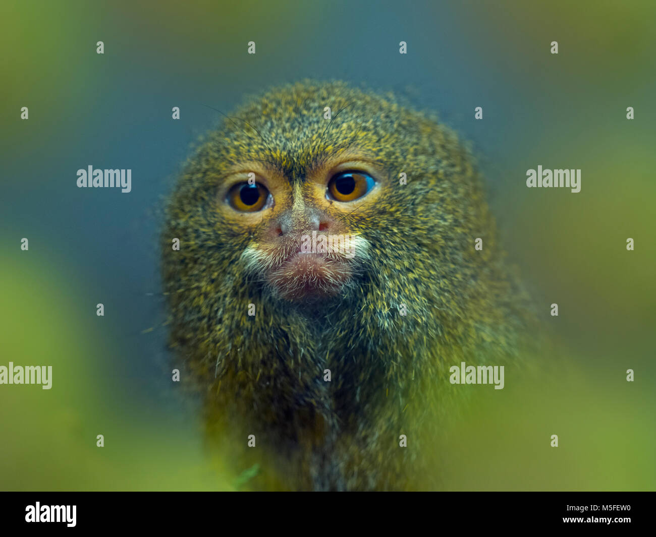 Pygmy marmoset Cebuella pygmaea one of the smallest primates in the ...