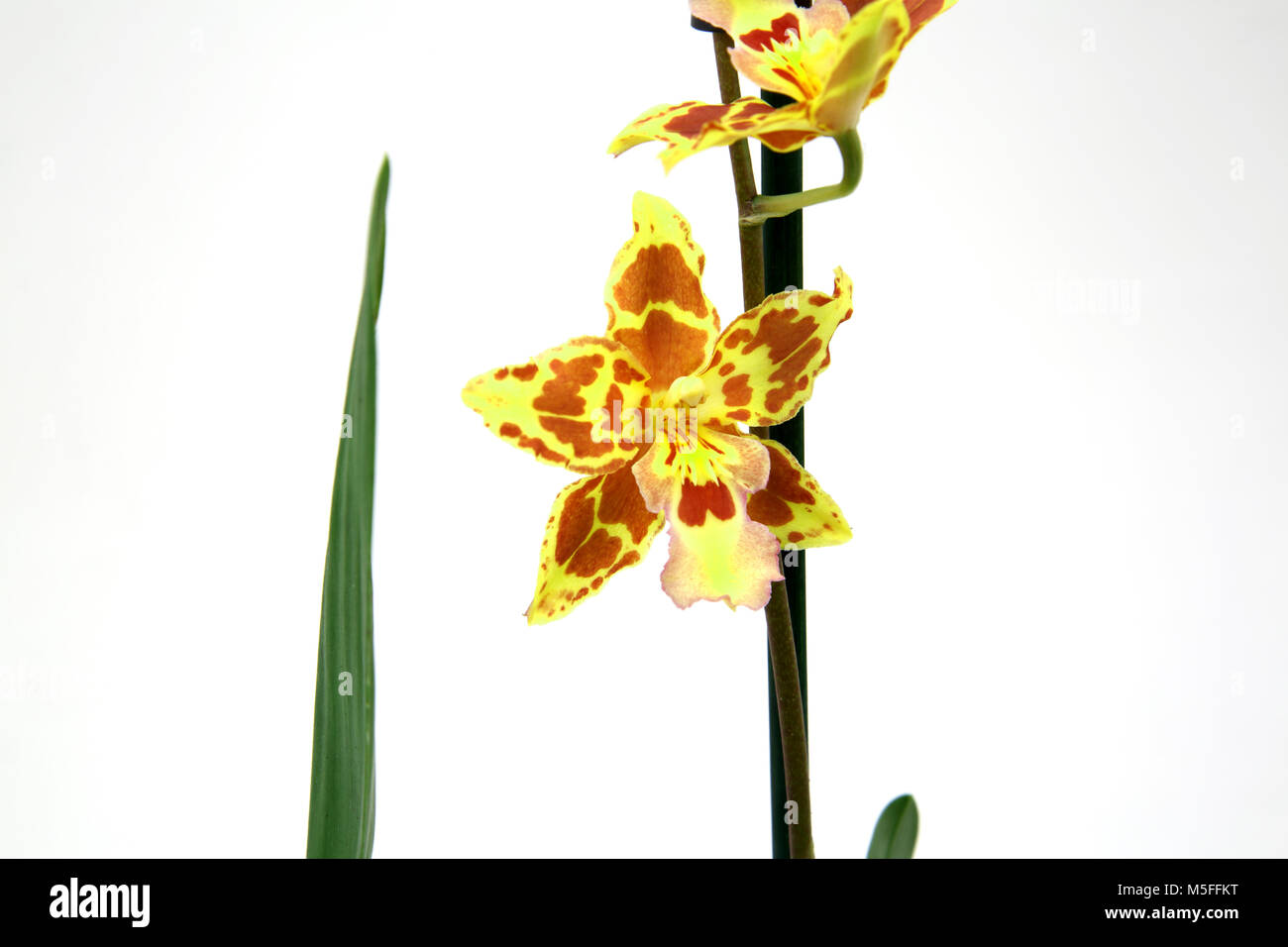 Oncidium hi-res stock photography and images - Alamy