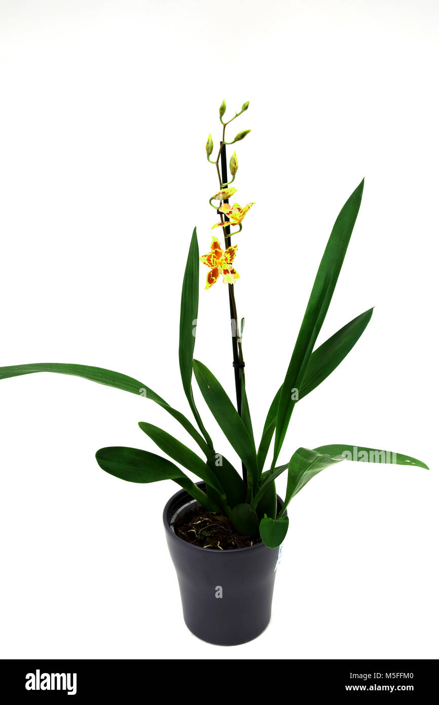 Oncidium hi-res stock photography and images - Alamy