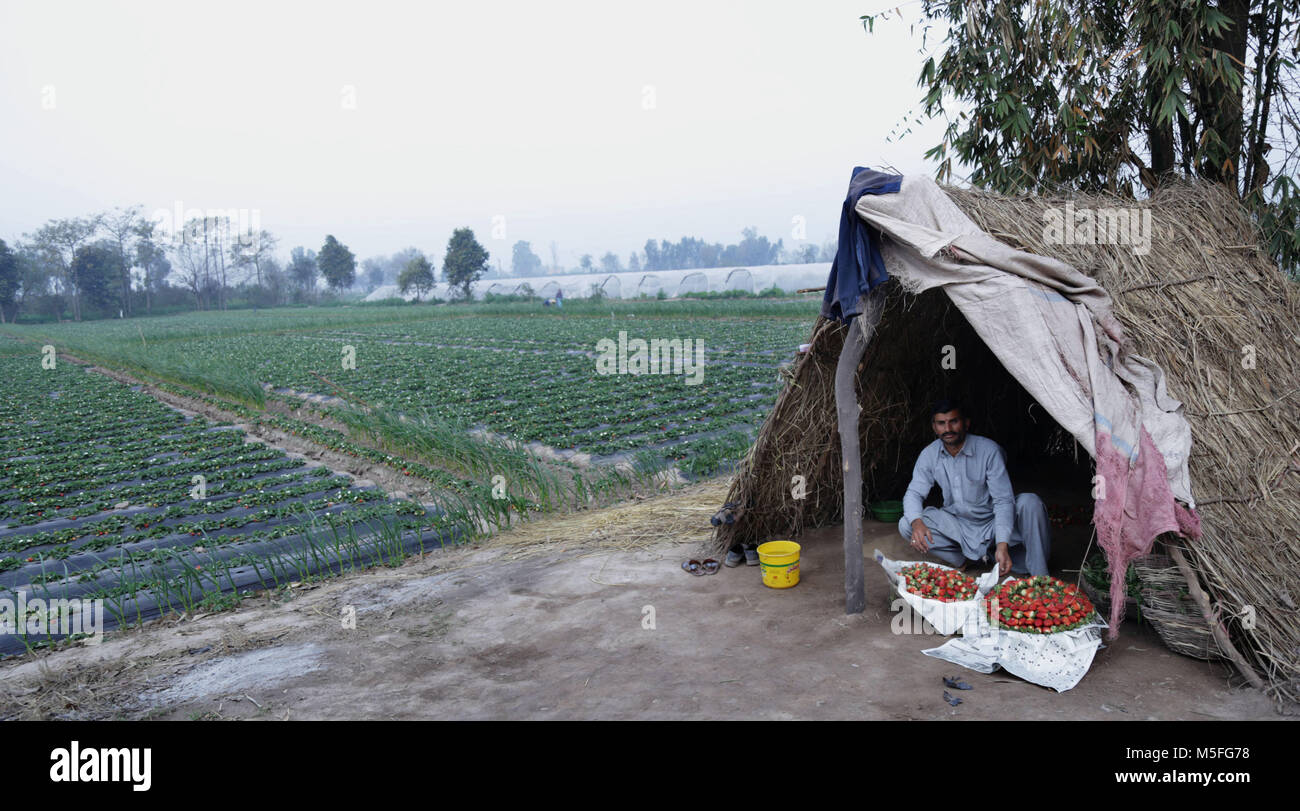 Lahore, Pakistan. 22nd Feb, 2018. Pakistani farmer busy plucking ...
