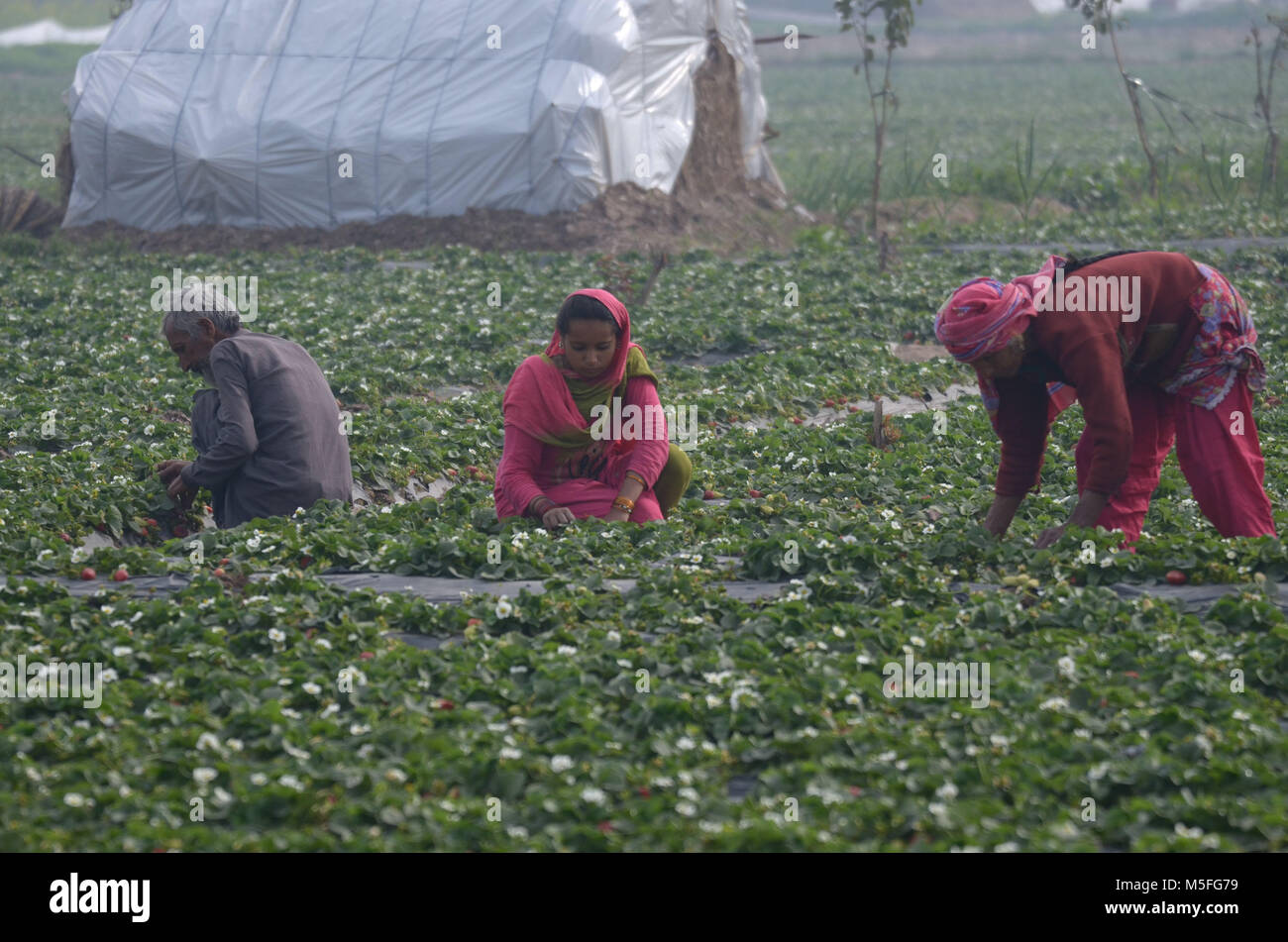 Lahore, Pakistan. 23rd Feb, 2018. Pakistani farmer busy plucking ...