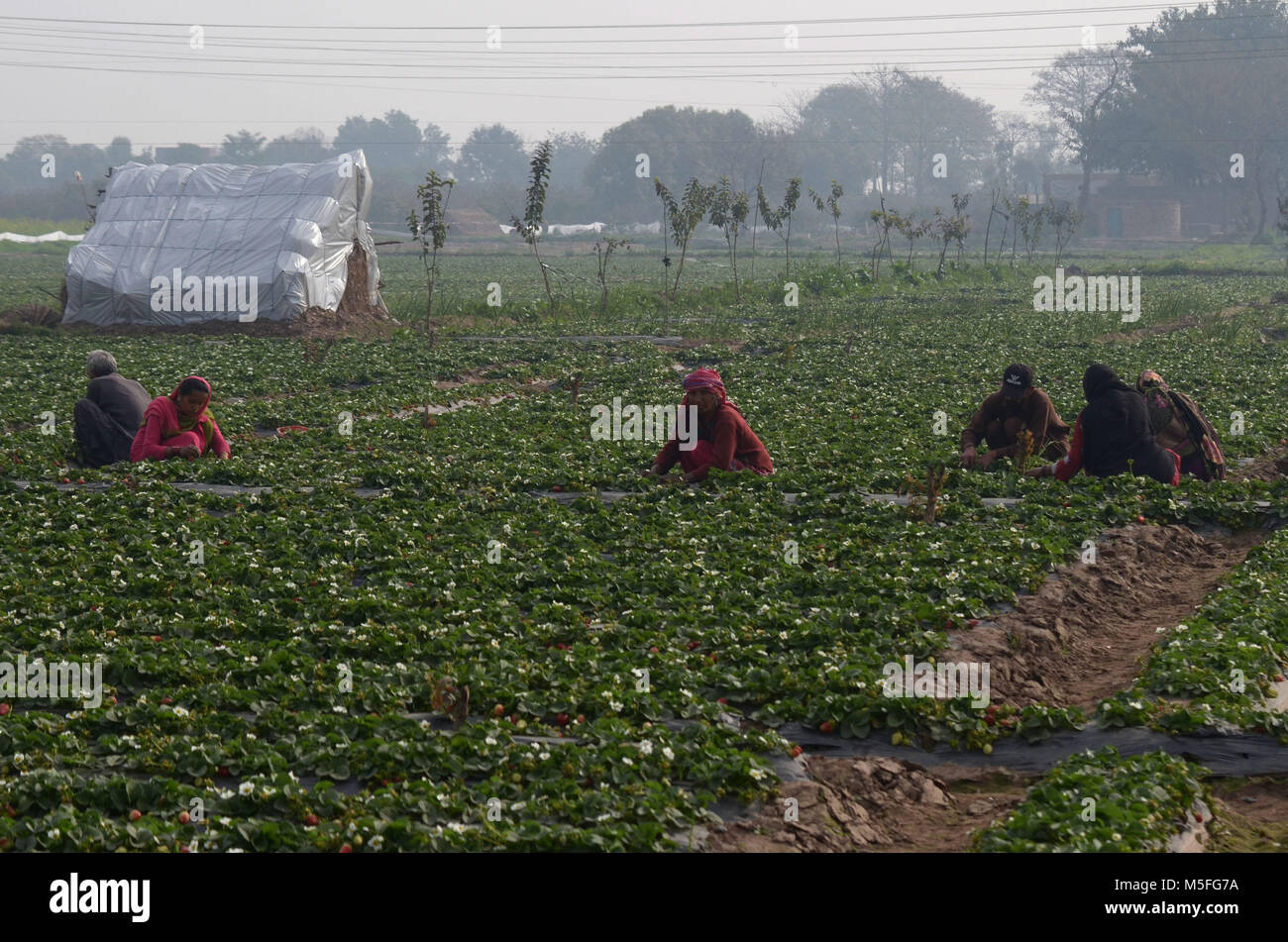 Lahore, Pakistan. 23rd Feb, 2018. Pakistani farmer busy plucking ...