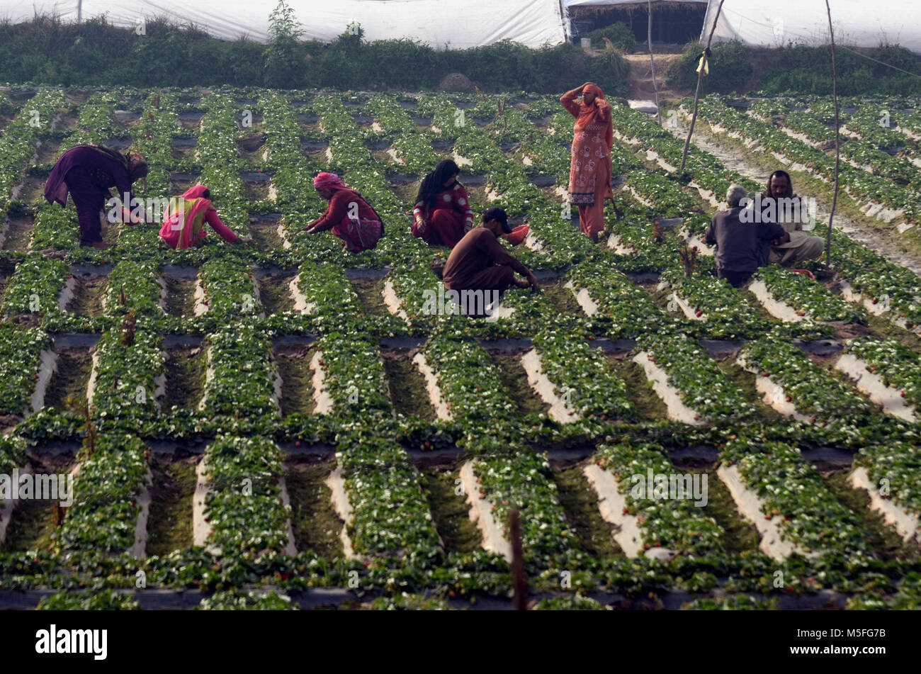 Fruit farmer pakistan hi-res stock photography and images - Alamy