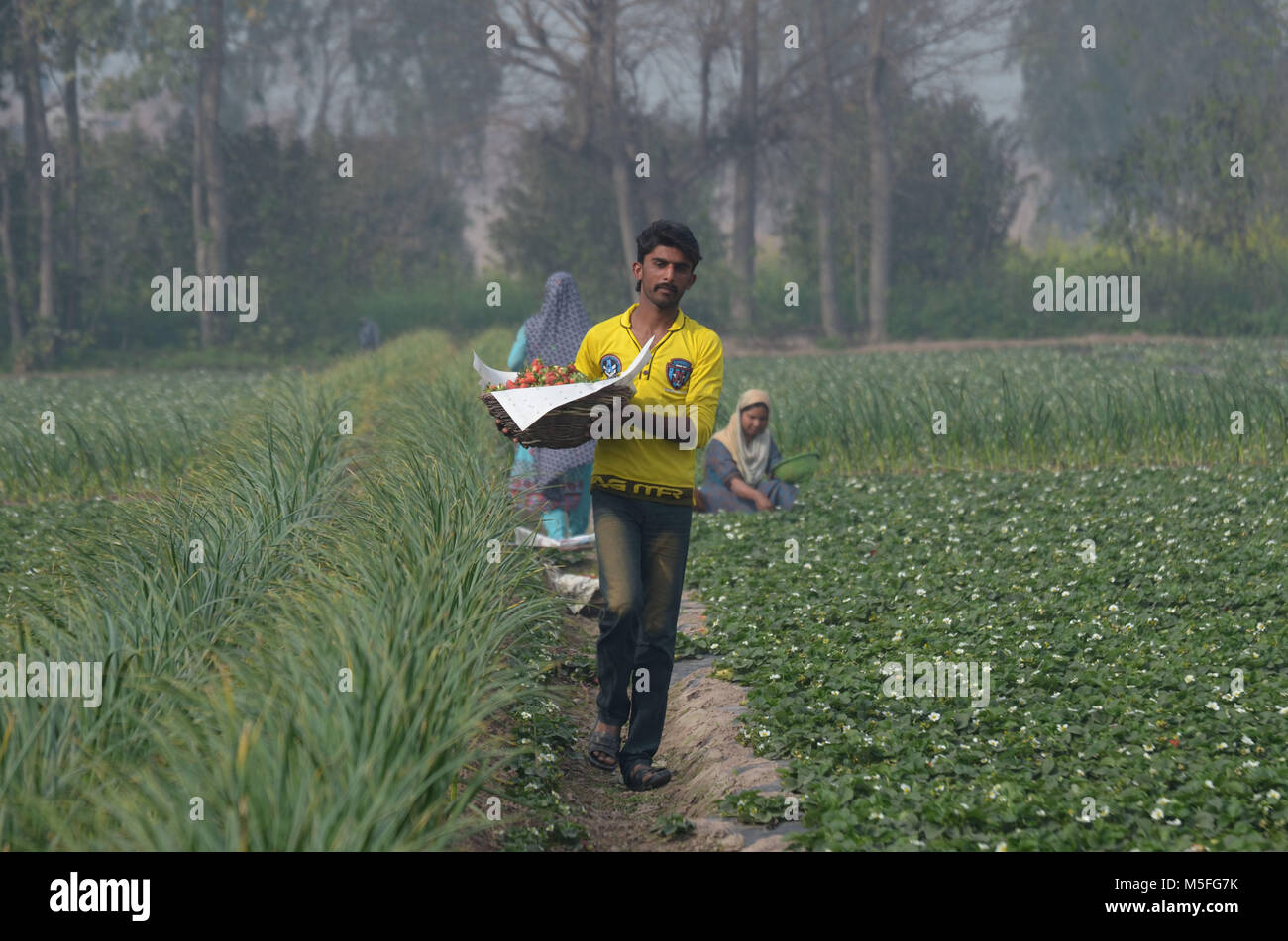 Lahore, Pakistan. 23rd Feb, 2018. Pakistani farmer busy plucking ...