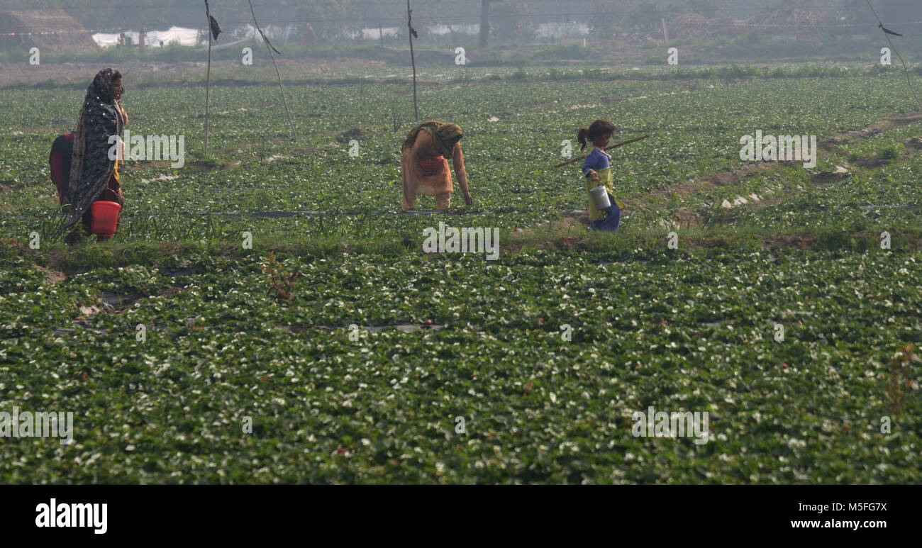 Lahore, Pakistan. 23rd Feb, 2018. Pakistani farmer busy plucking ...