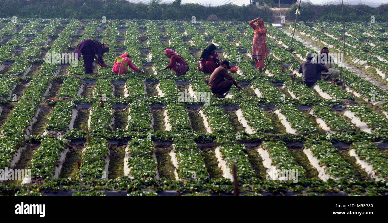 Fruit farmer pakistan hi-res stock photography and images - Alamy