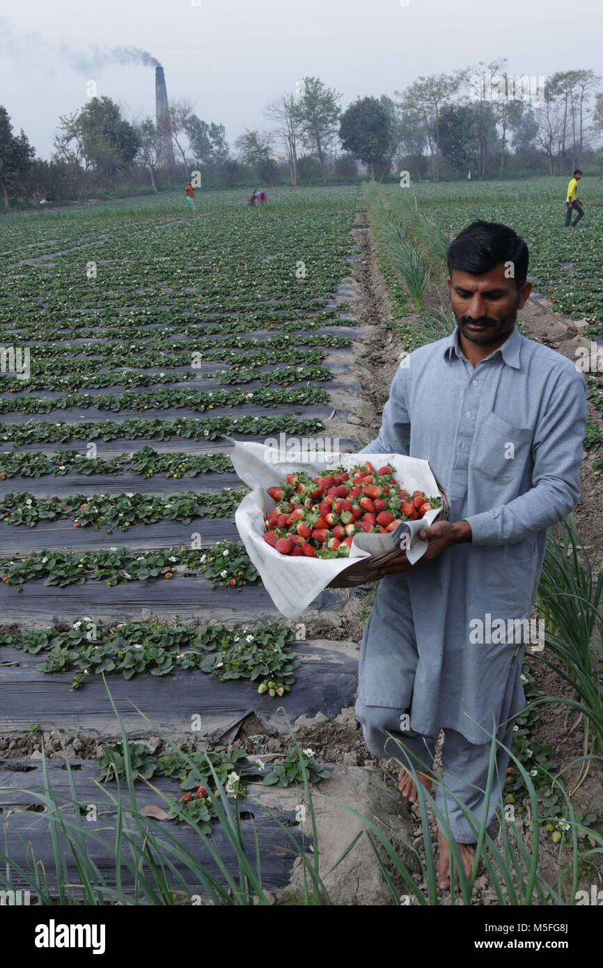 Lahore, Pakistan. 22nd Feb, 2018. Pakistani farmer busy plucking ...