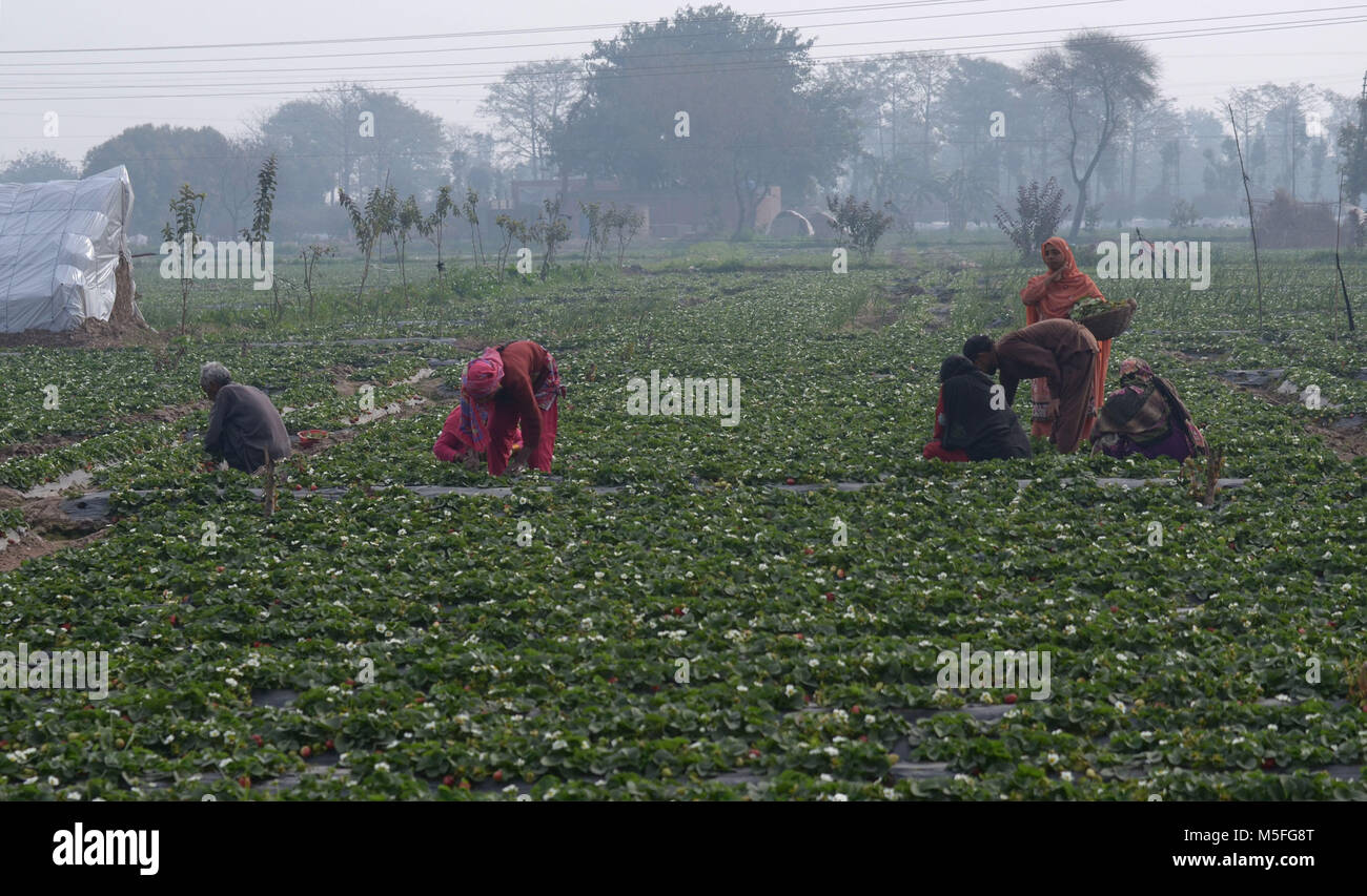 Fruit farmer pakistan hi-res stock photography and images - Alamy
