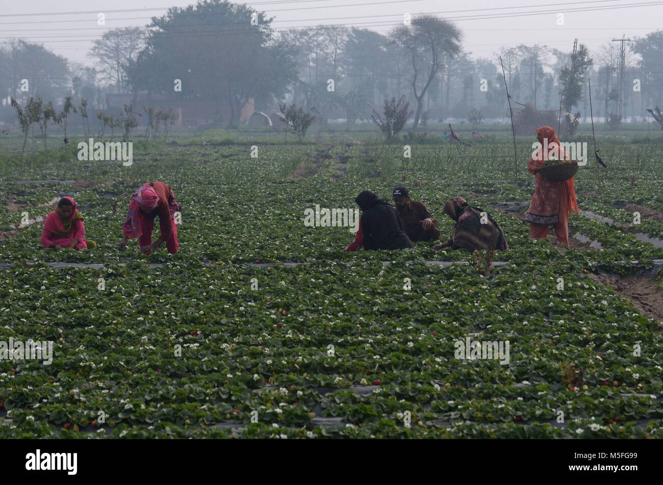 Lahore, Pakistan. 23rd Feb, 2018. Pakistani farmer busy plucking ...