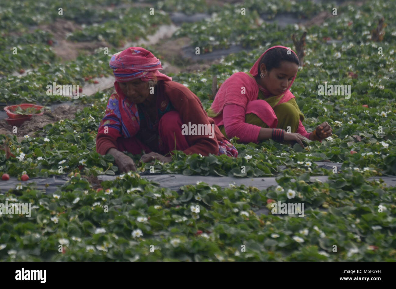 Fruit farmer pakistan hi-res stock photography and images - Alamy