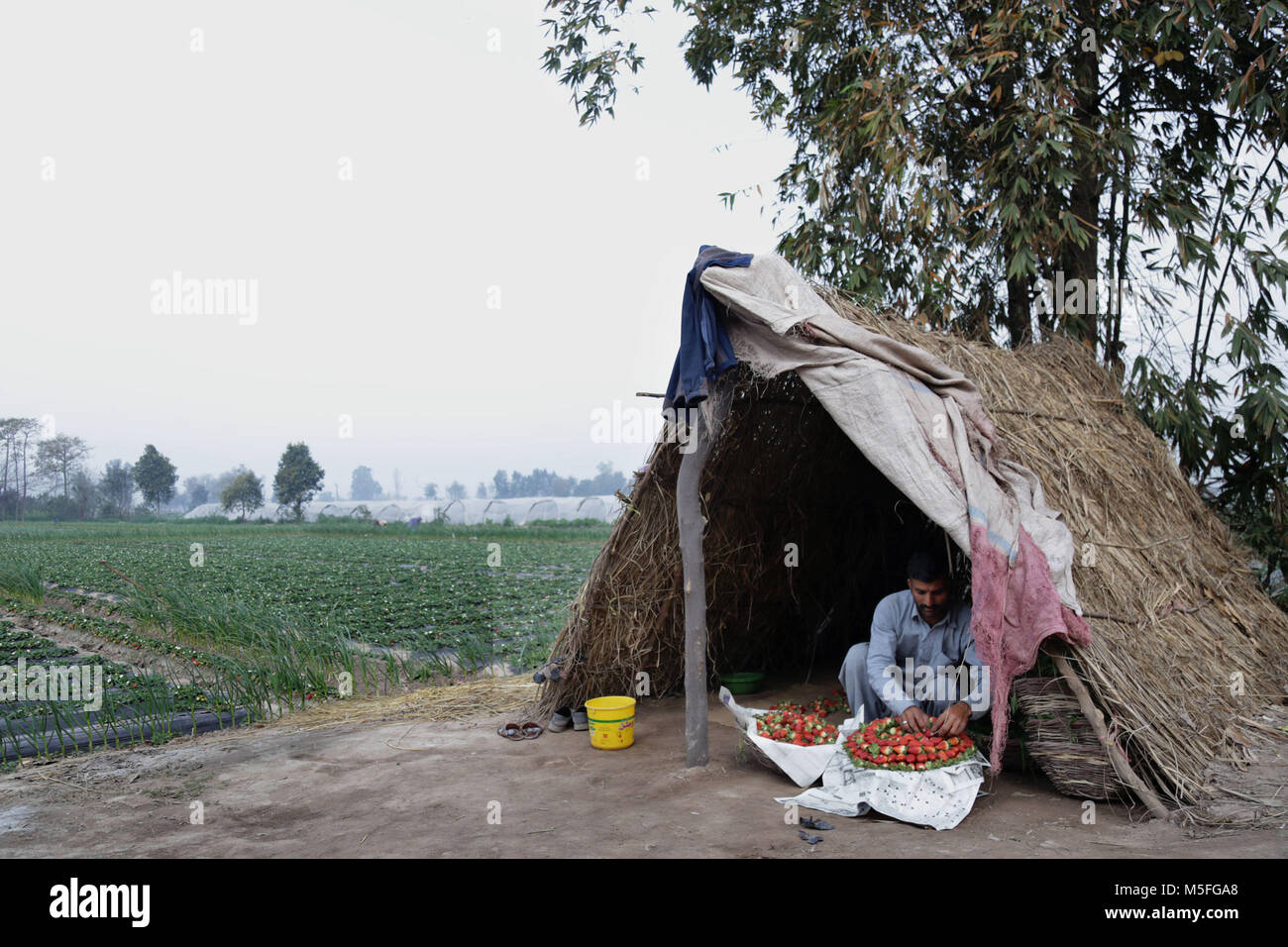 Lahore, Pakistan. 22nd Feb, 2018. Pakistani farmer busy plucking ...