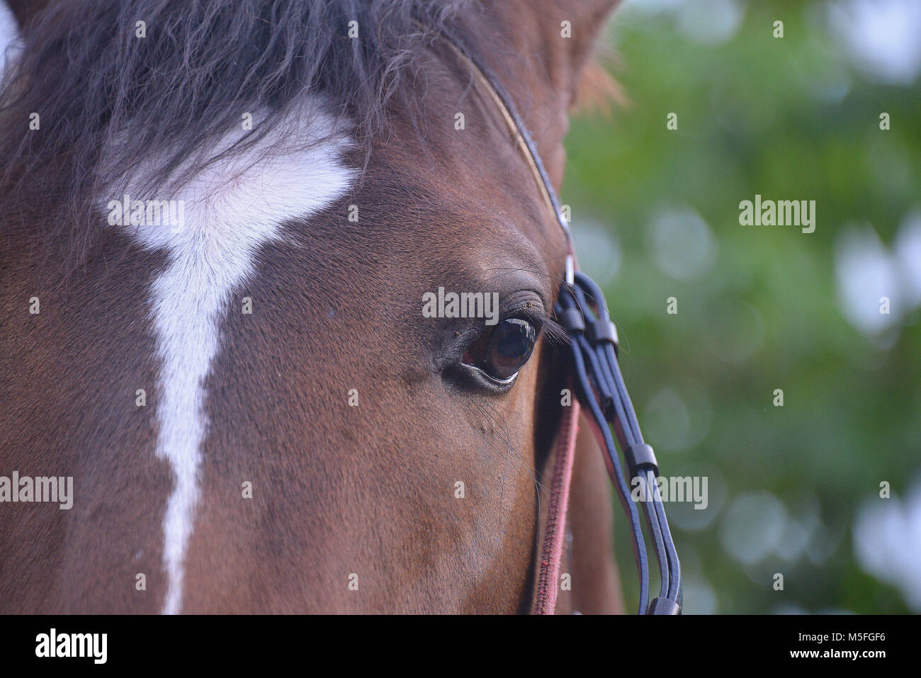 Nice Eye on Horse's Head Stock Photo - Alamy