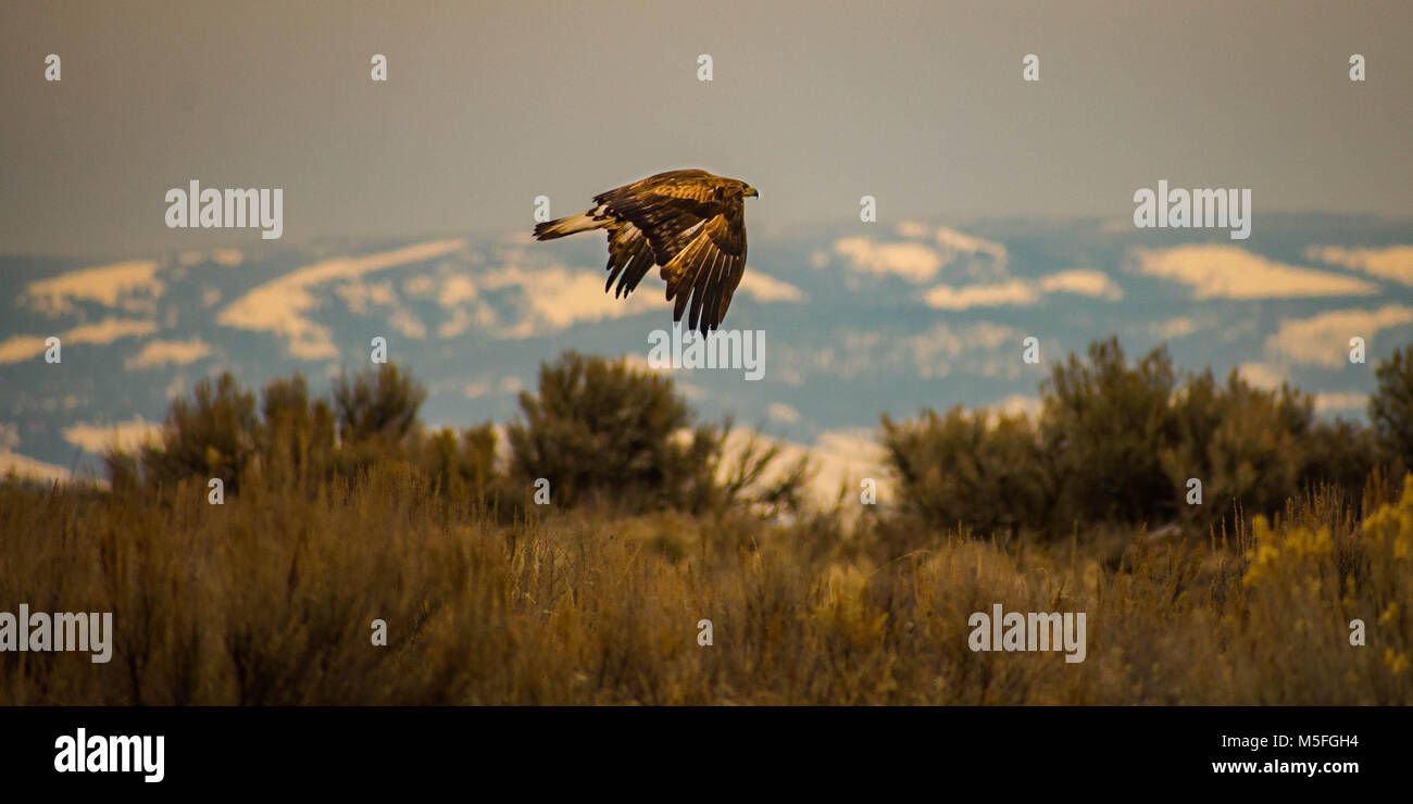 Hawk in flight Stock Photo - Alamy