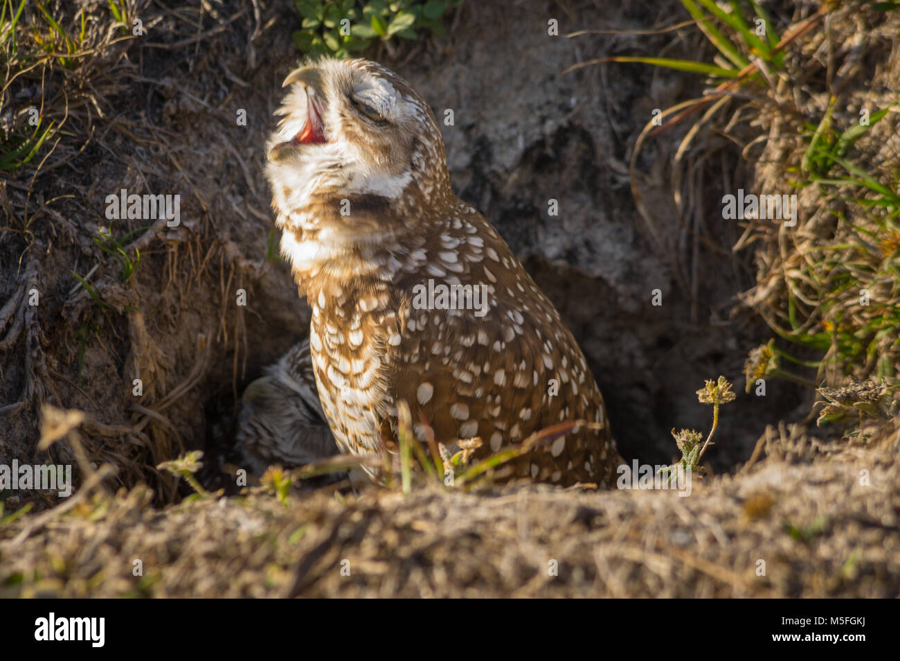Burrowing owls sit outside of the burrow, one yawning with mouth wide ...
