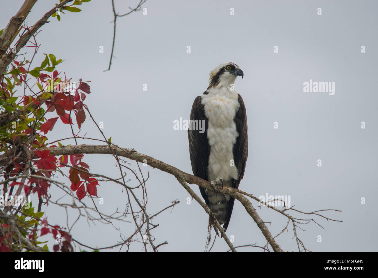 Seahawk Bird High Resolution Stock Photography and Images - Alamy