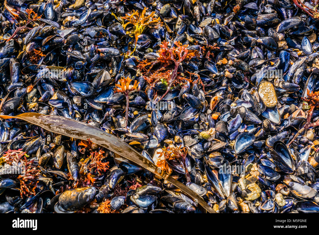 Mussel Shells Beavertail Lighthouse Jamestown, Rhode Island, USA Stock ...