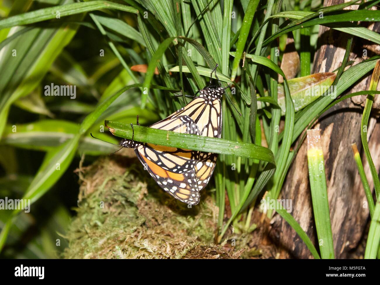 Two Monarch Butterflies High Resolution Stock Photography and Images ...