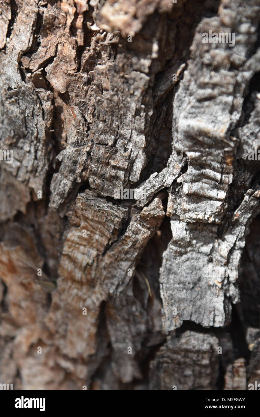 Mesquite tree bark hi-res stock photography and images - Alamy