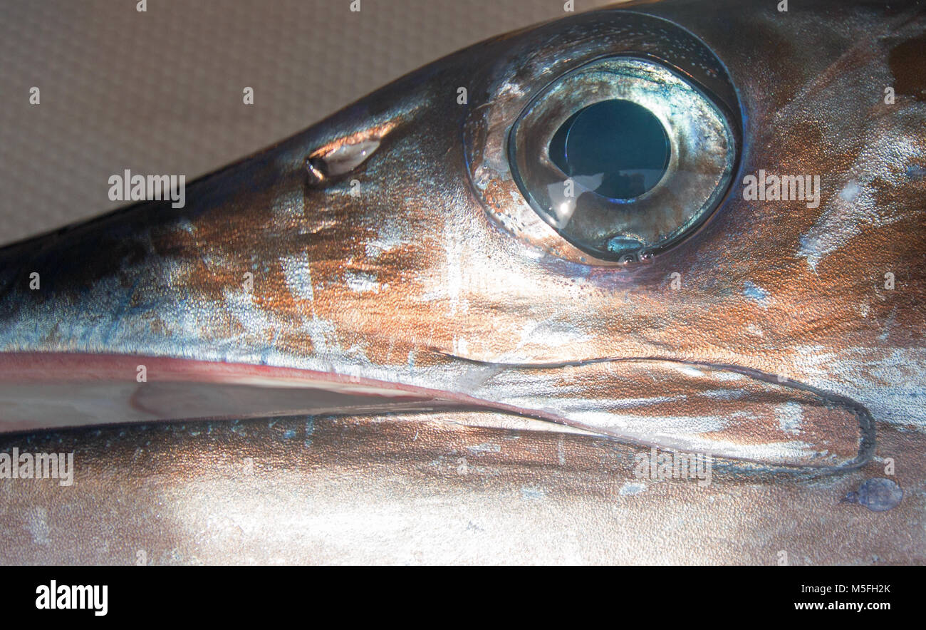 Marlin eye hi-res stock photography and images - Alamy