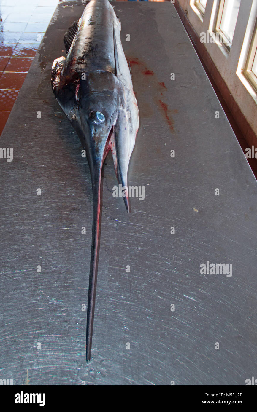 Striped Marlin on fillet table Stock Photo - Alamy