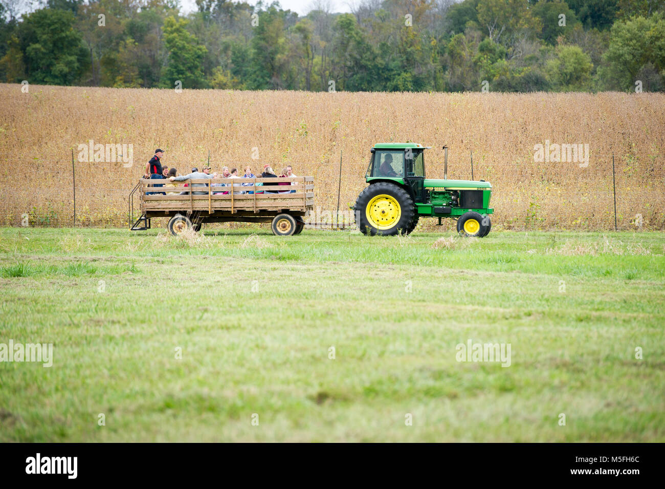 Farmer drives tractor pulling wooden wagon full of people through field ...