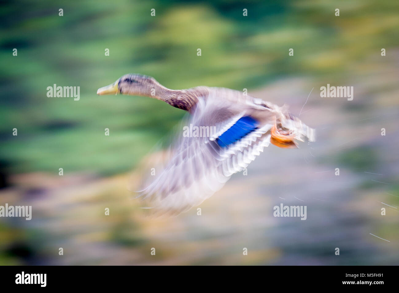 Mallard duck caught mid flight, Dorchester County , Maryland Stock ...