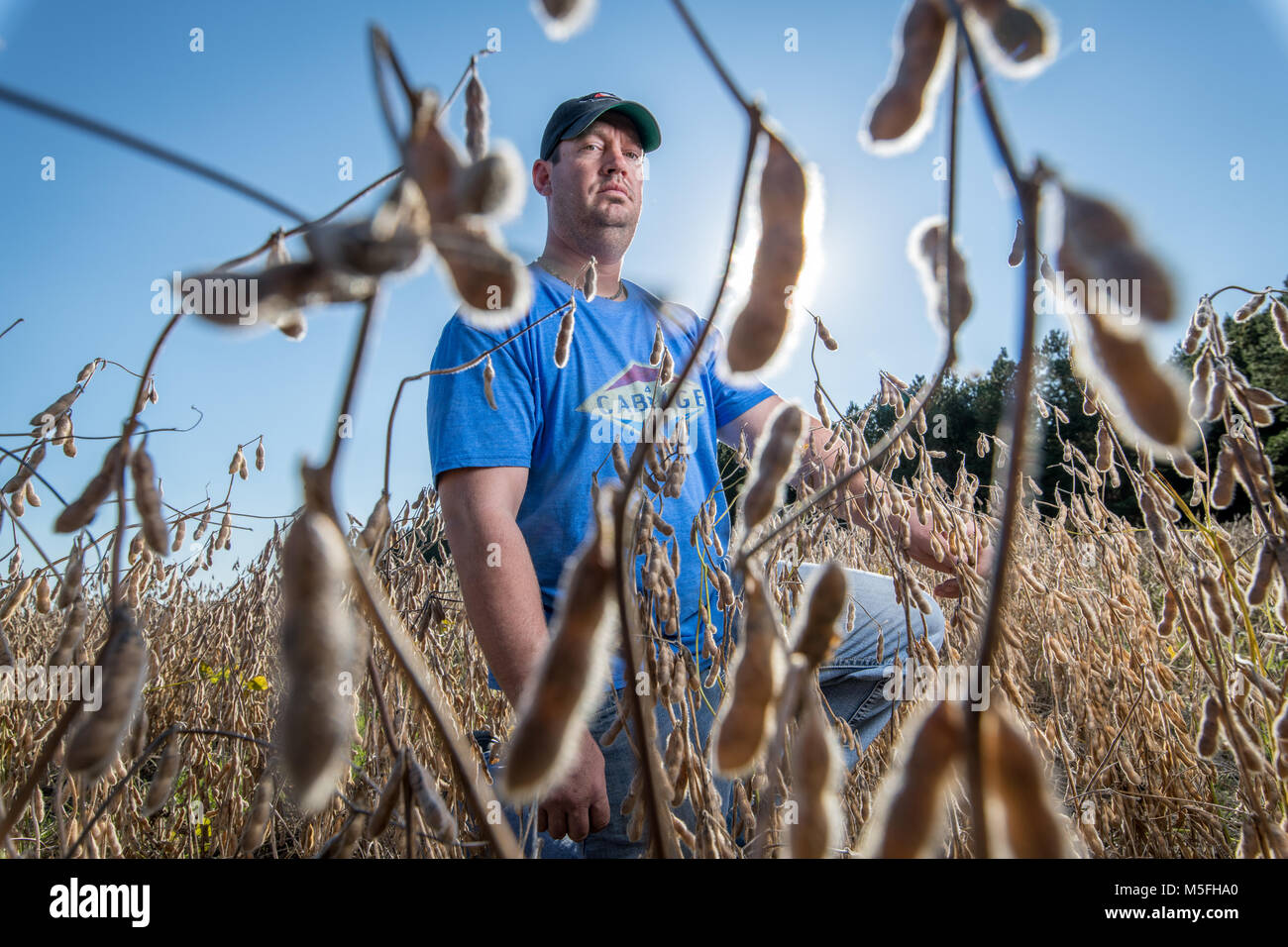 Looking up at powerful male farmer through soybean crops, Dorchester ...
