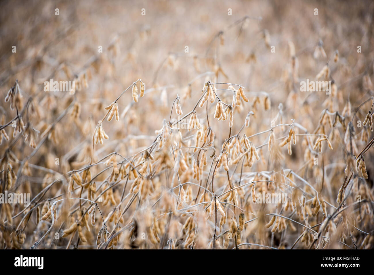 Soybean crops ready to be harvested, Springboro, Pennsylvania Stock ...
