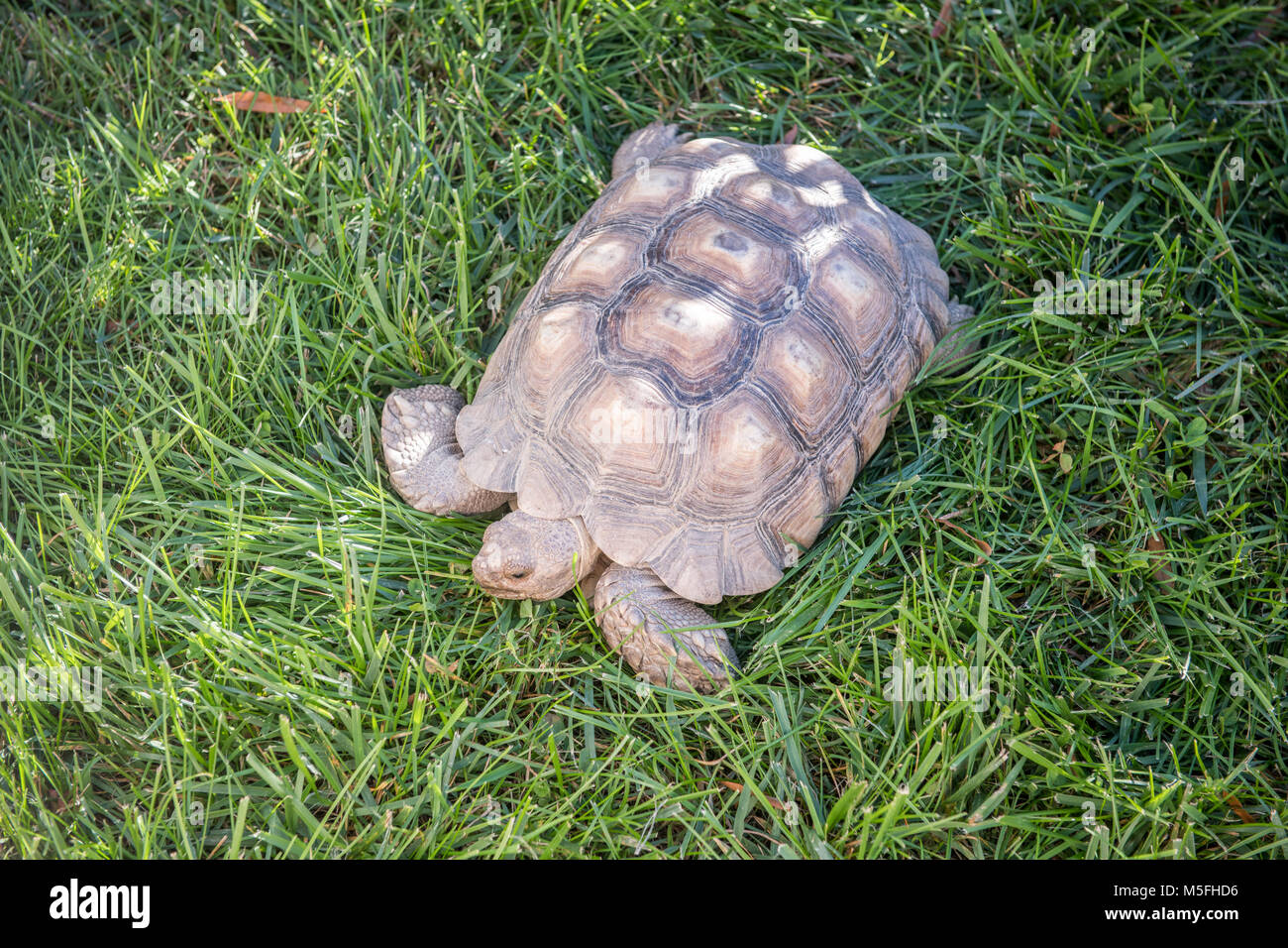 Tortoise stills still in grass, College Park, Maryland Stock Photo - Alamy