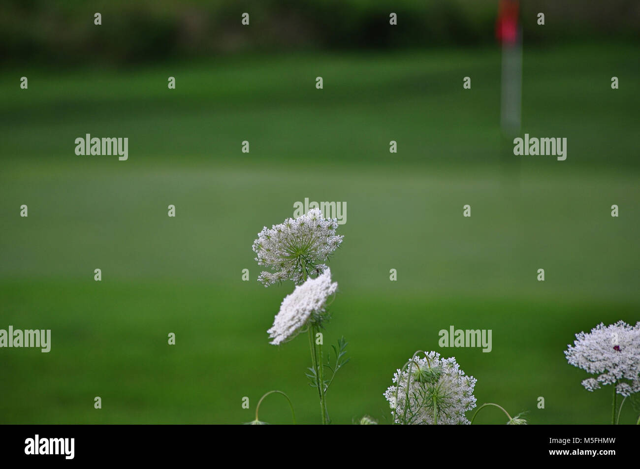 Golf Buggy Red High Resolution Stock Photography and Images - Alamy