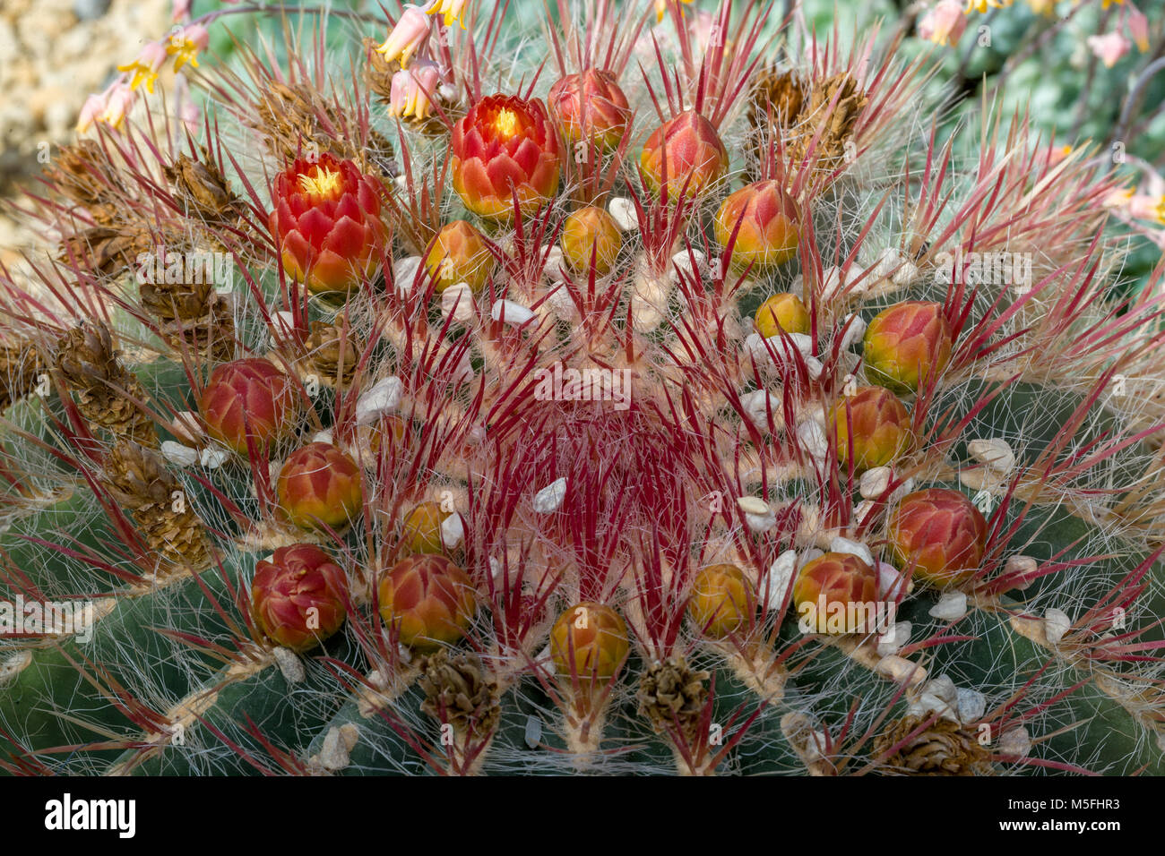 Mexican lime cactus, Ferocactus stainesii (Ferocactus pilosus Stock ...