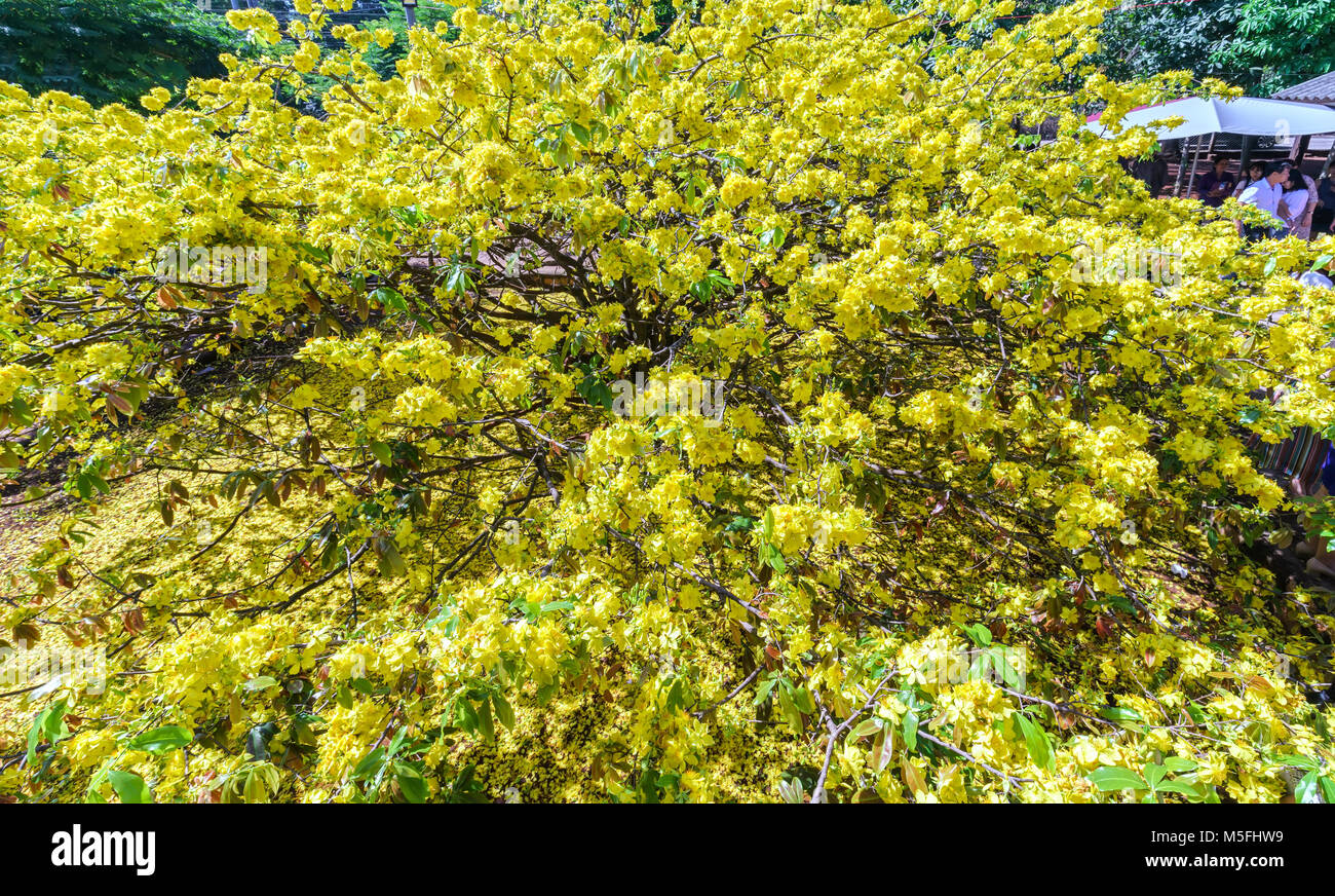 Ochna integerrima flower blooming in garden on outskirts. This is ...