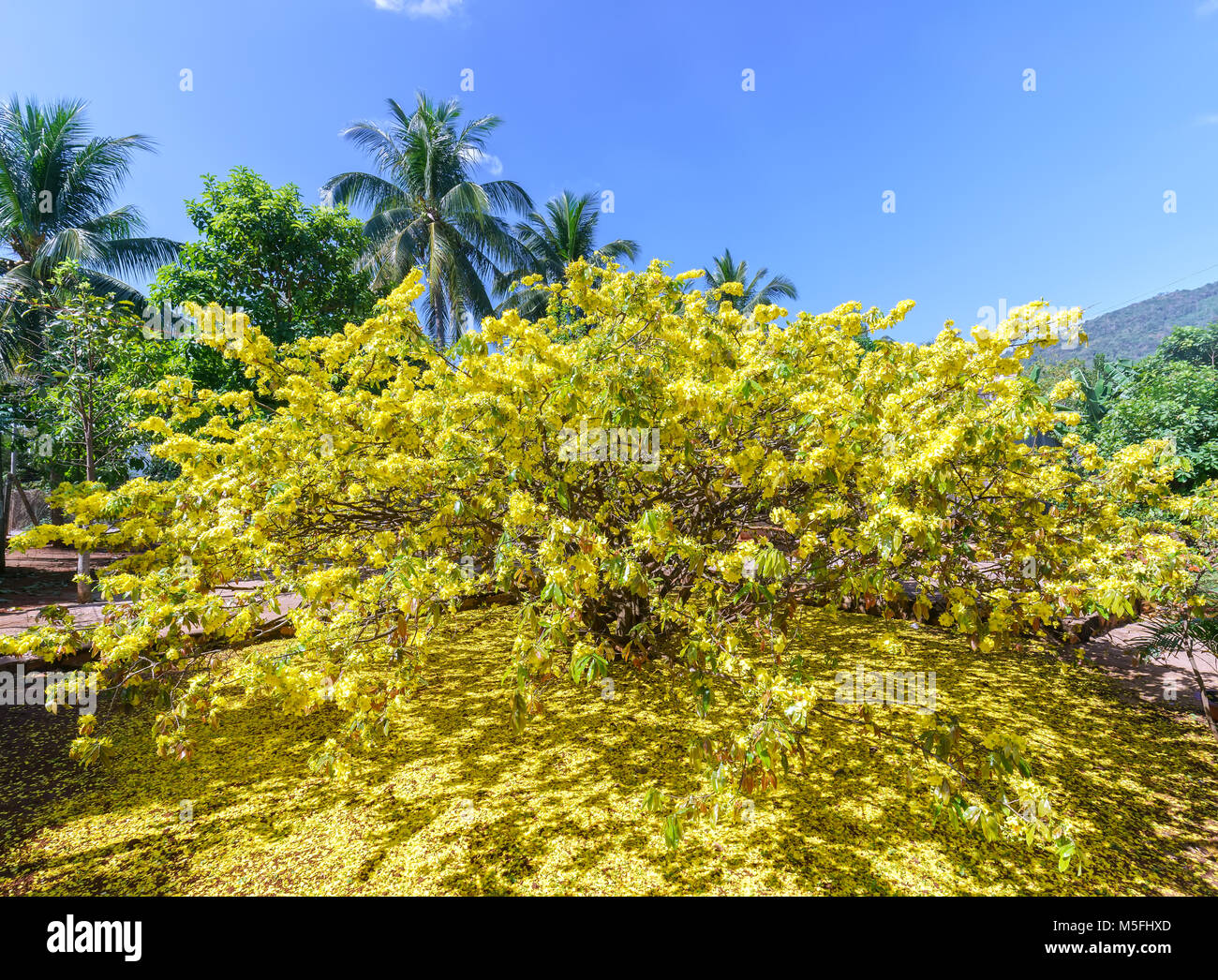 Ochna integerrima flower blooming in garden on outskirts. This is ...