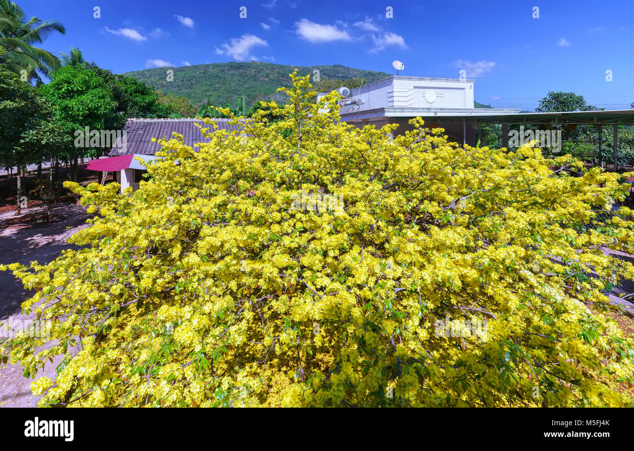 Ochna integerrima flower blooming in garden on outskirts. This is ...