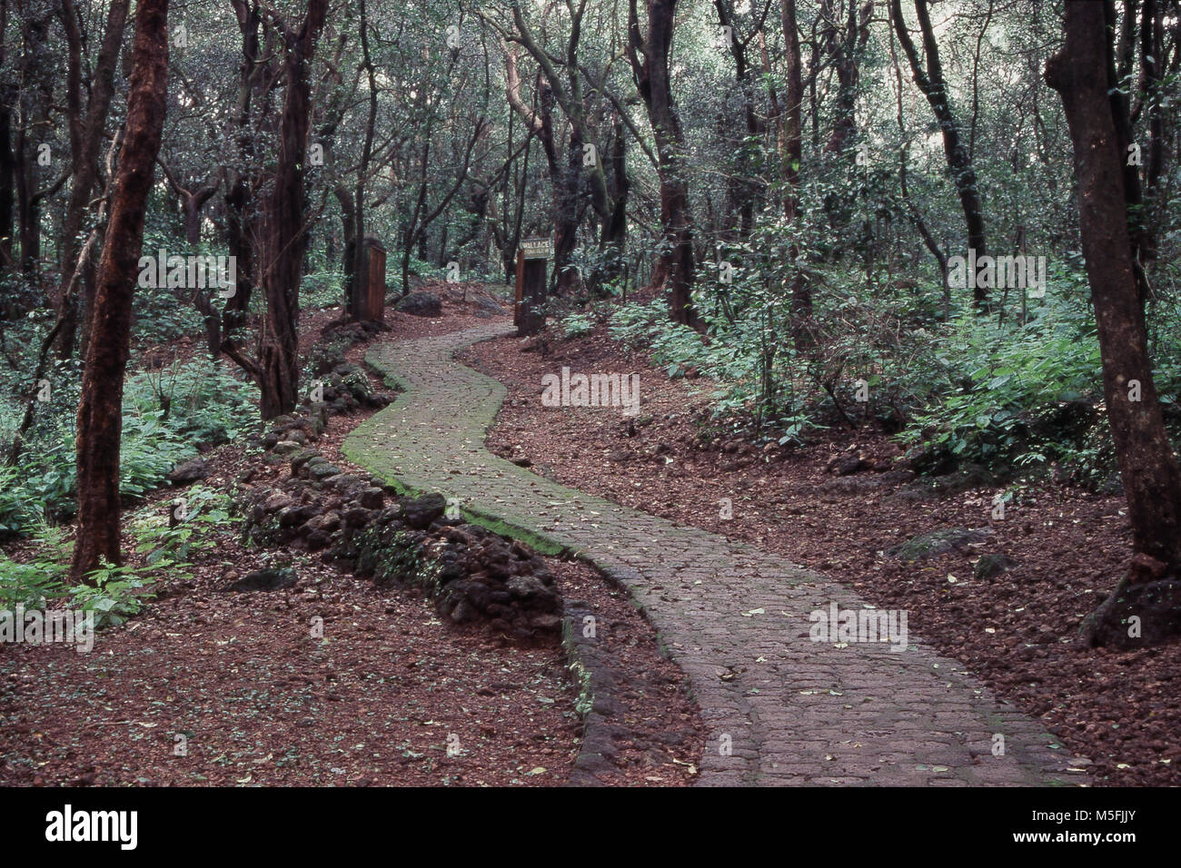 Curved Path in Forest, Matheran, District Alibag, Maharashtra, India ...