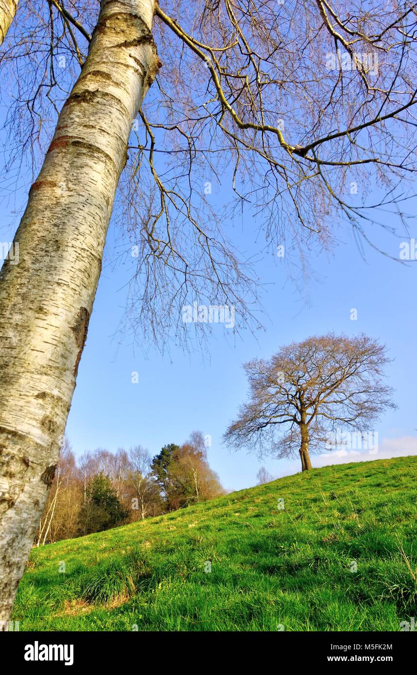 Sidra tree hi-res stock photography and images - Alamy