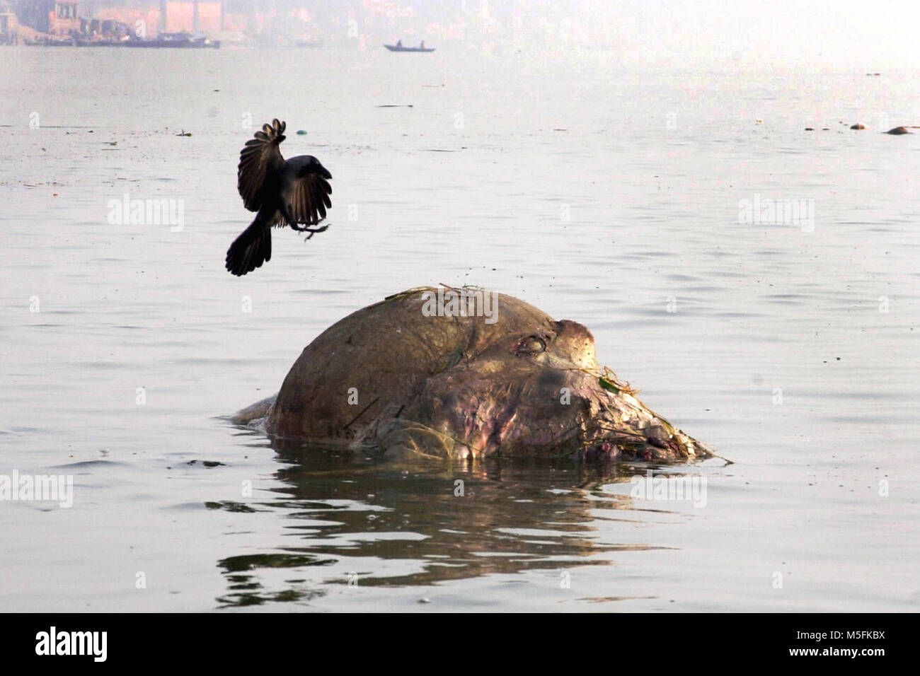 Dead cow floating in river ganga, varanasi, uttar pradesh, India, Asia ...