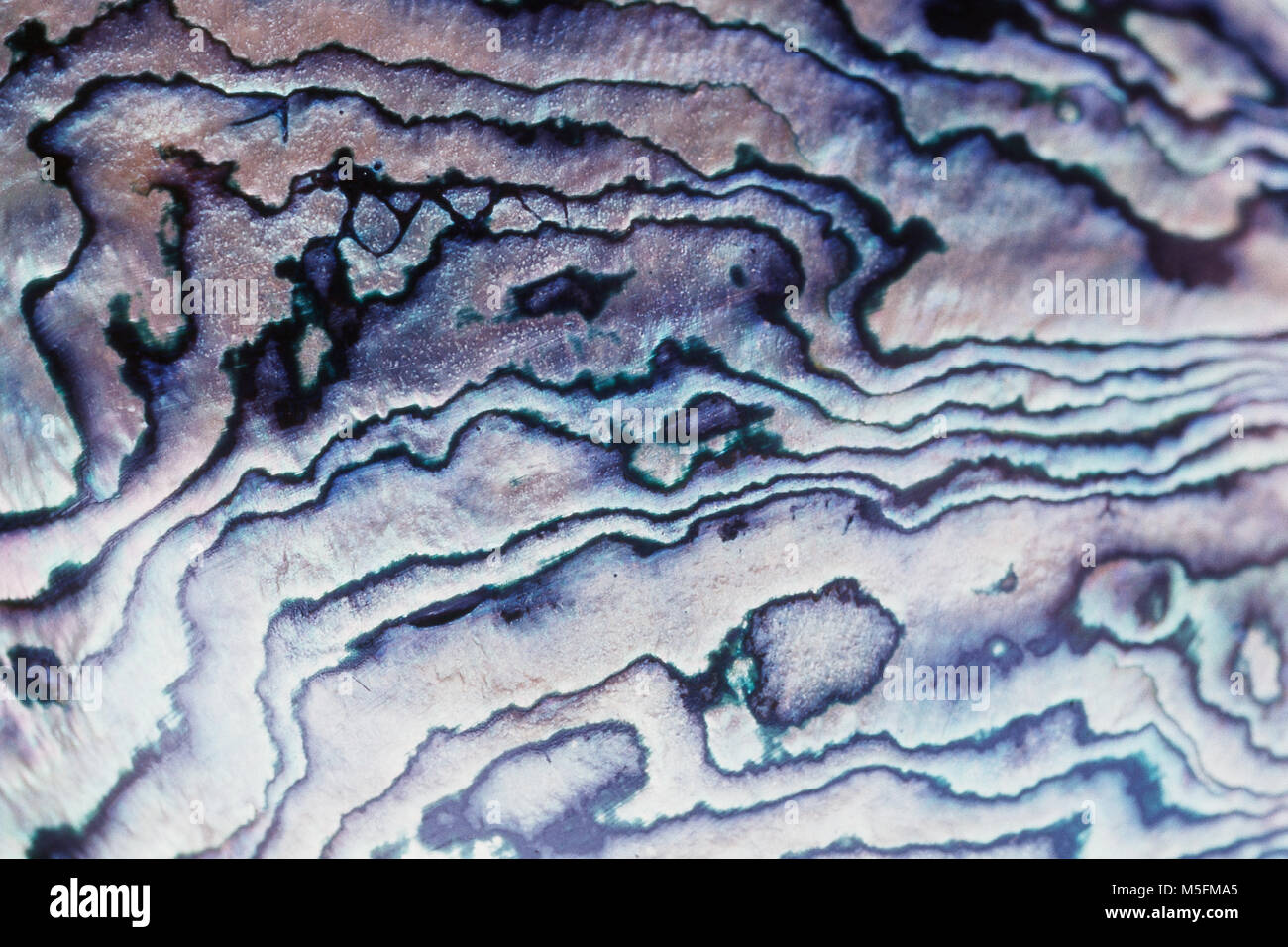 Seashell shapes hi-res stock photography and images - Alamy