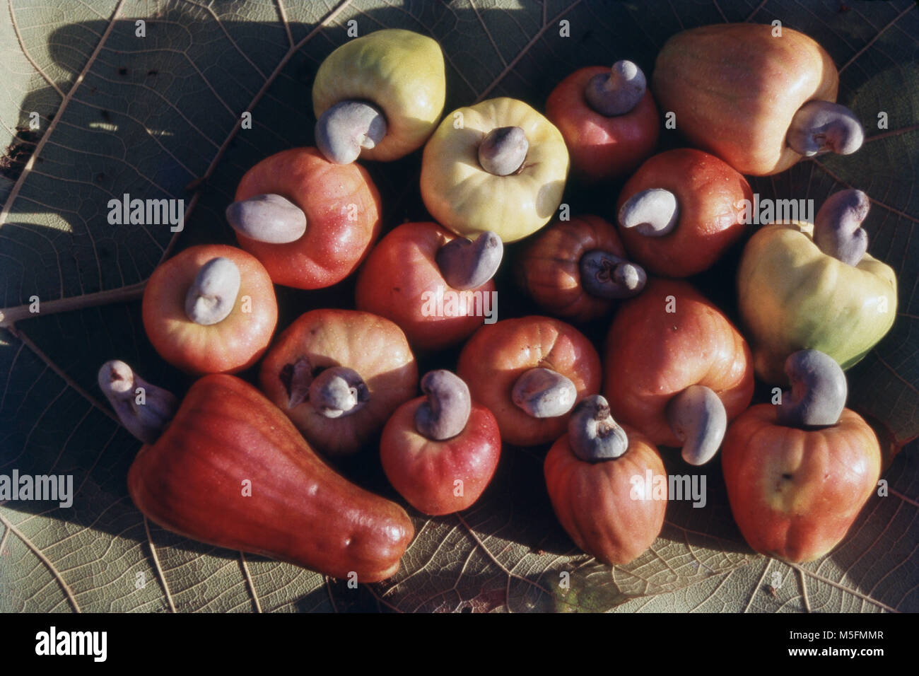 Raw Cashew nuts placed on dried leaf, Bhilad, Gujarat, India Stock ...