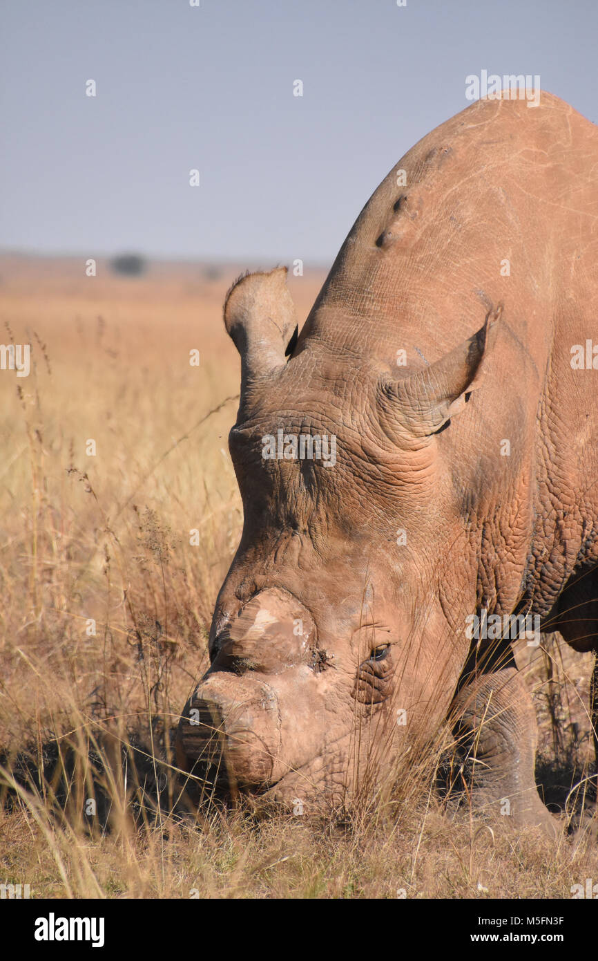 Stop Rhino Poaching Logo