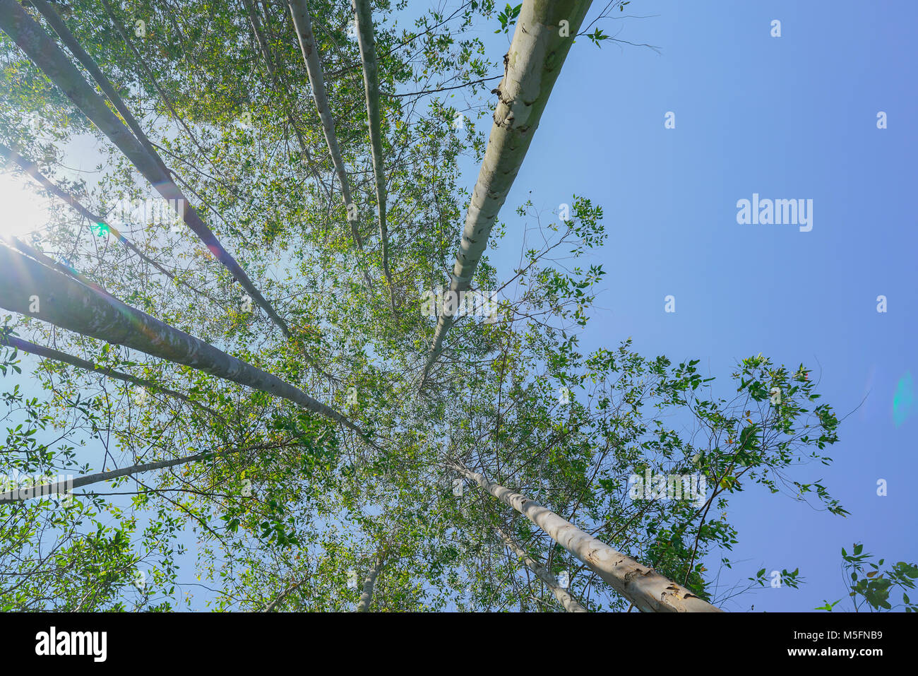 Tall trees rising skyward converging skyward with green leaves beyond ...